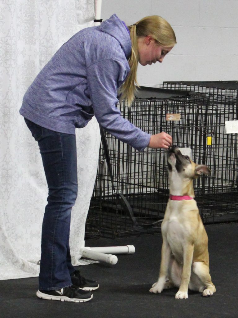 Dog Beginner Obedience | All Dawgs Training Albany New York | Dog ...