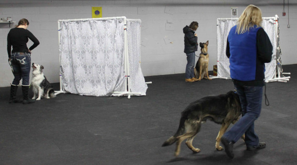 Reactive Rover | Dog Training Albany New York | Dog Behavior ...