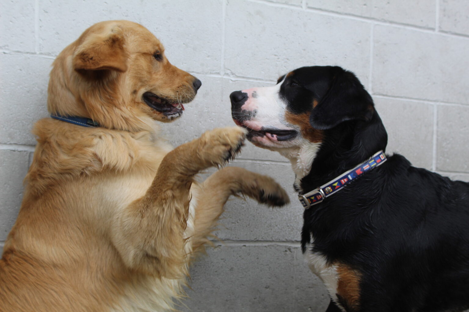 Albany NY Dog Training | Puppy Training Albany New York | Dog Behavior ...